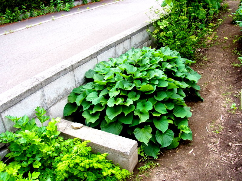 サツマイモ（その2） 収穫 | 樹まぐれ日記